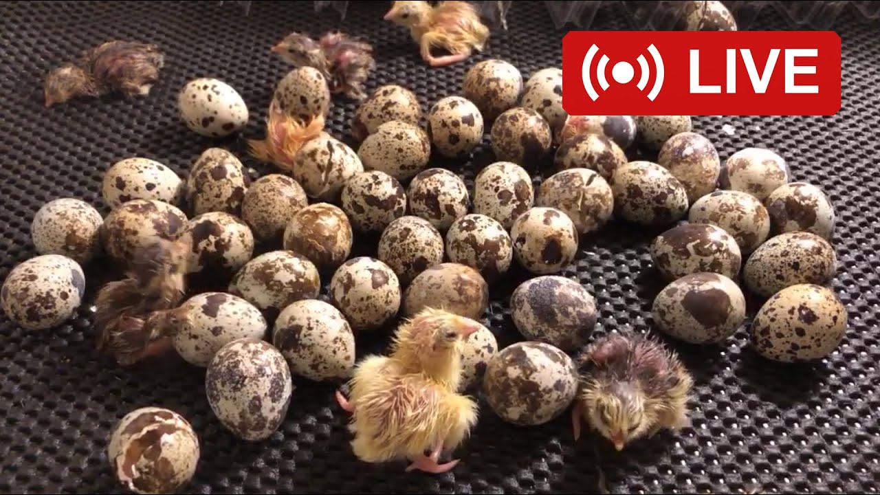 Slow TV: Baby Chicks Hatching Live 🥚🐣 Live Baby Birds Hatching and ...