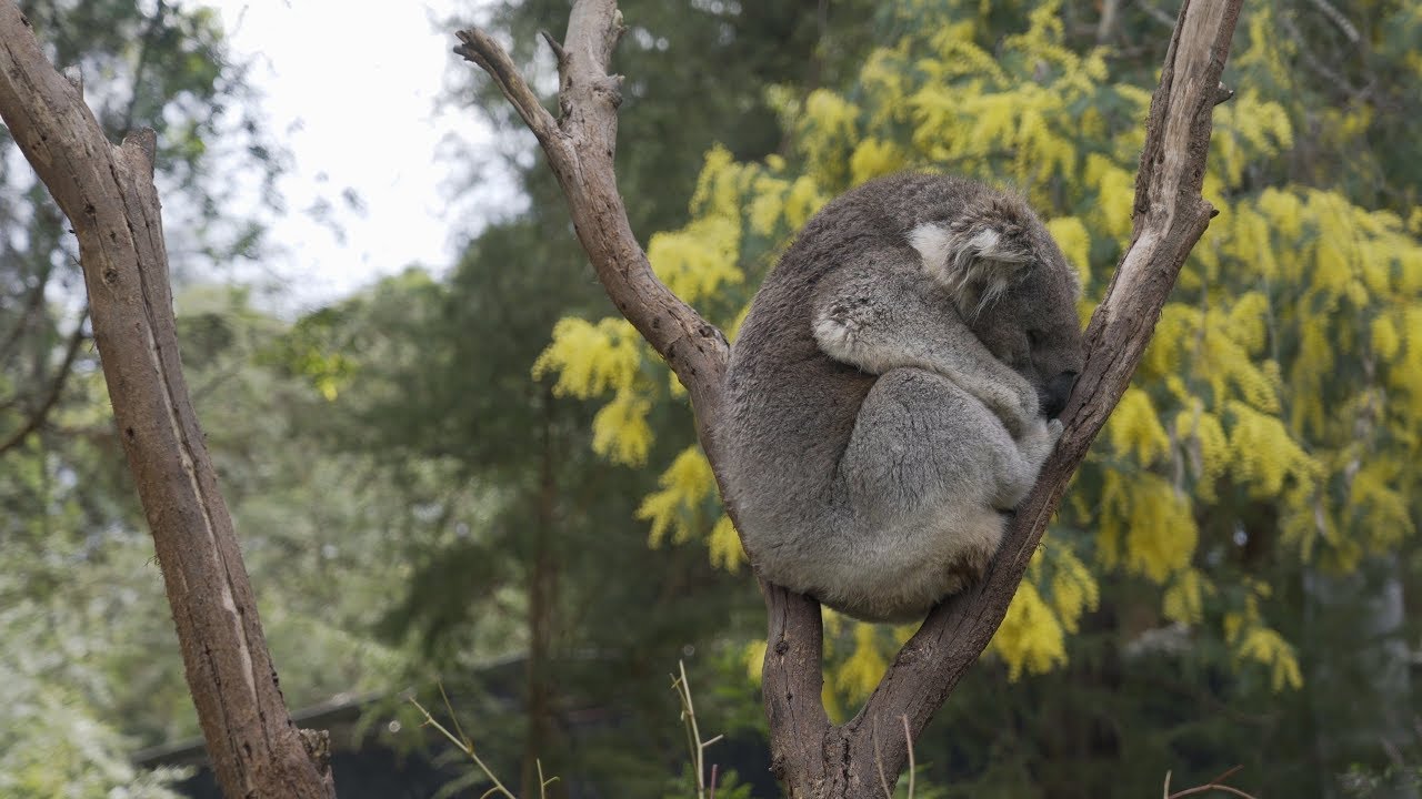 Koala z Melbourne - YouTube