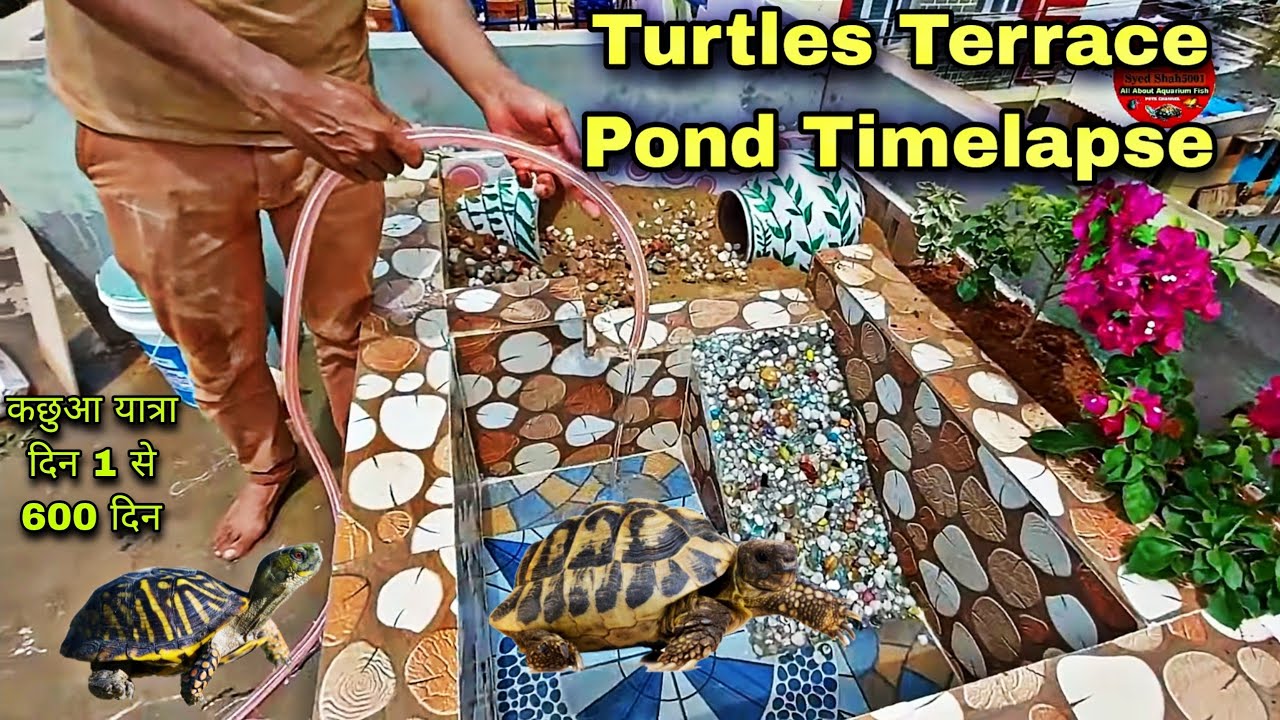 Turtles Terrace Pond Setup Rewind ⏪ Turtles Lifecycle in one Clip - YouTube