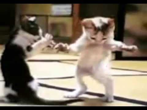 reqs eden pişik😃😃😃😃