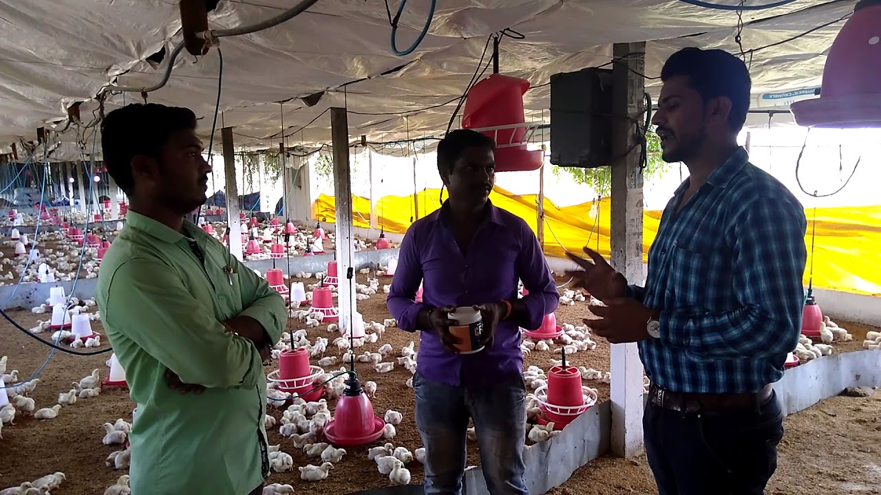 Netsurf biofit CFC plus result poultry farm kanada 9916064544 - YouTube