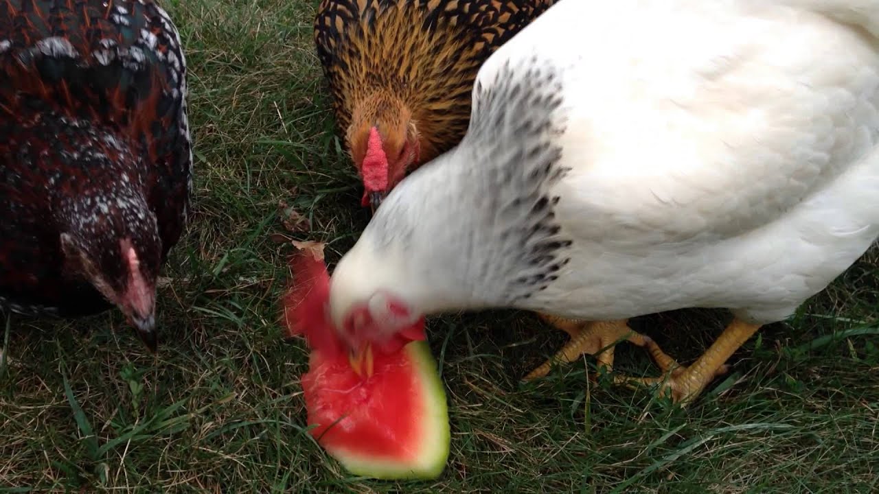Chickens Eating Watermelon - YouTube