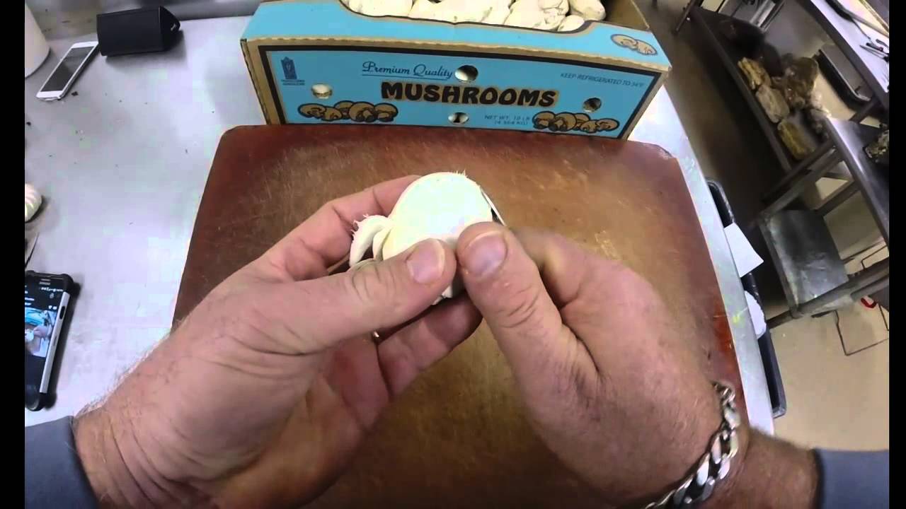 Fluted Mushroom - YouTube
