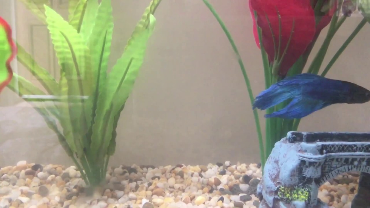 2 signs that your fish is happy - YouTube