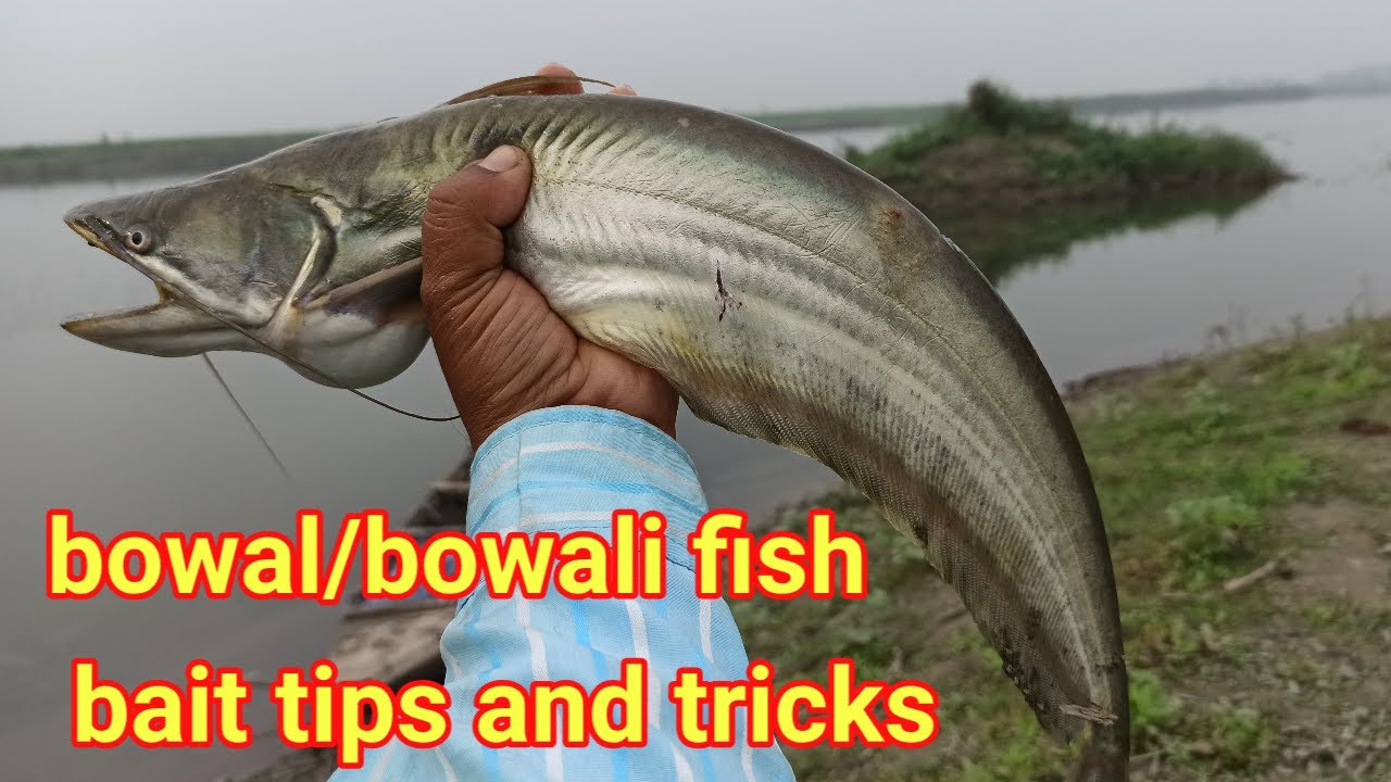 Bowal/bowali/fish bait & tips and tricks || बोवाल/बोवाली/बरारी मछली का ...