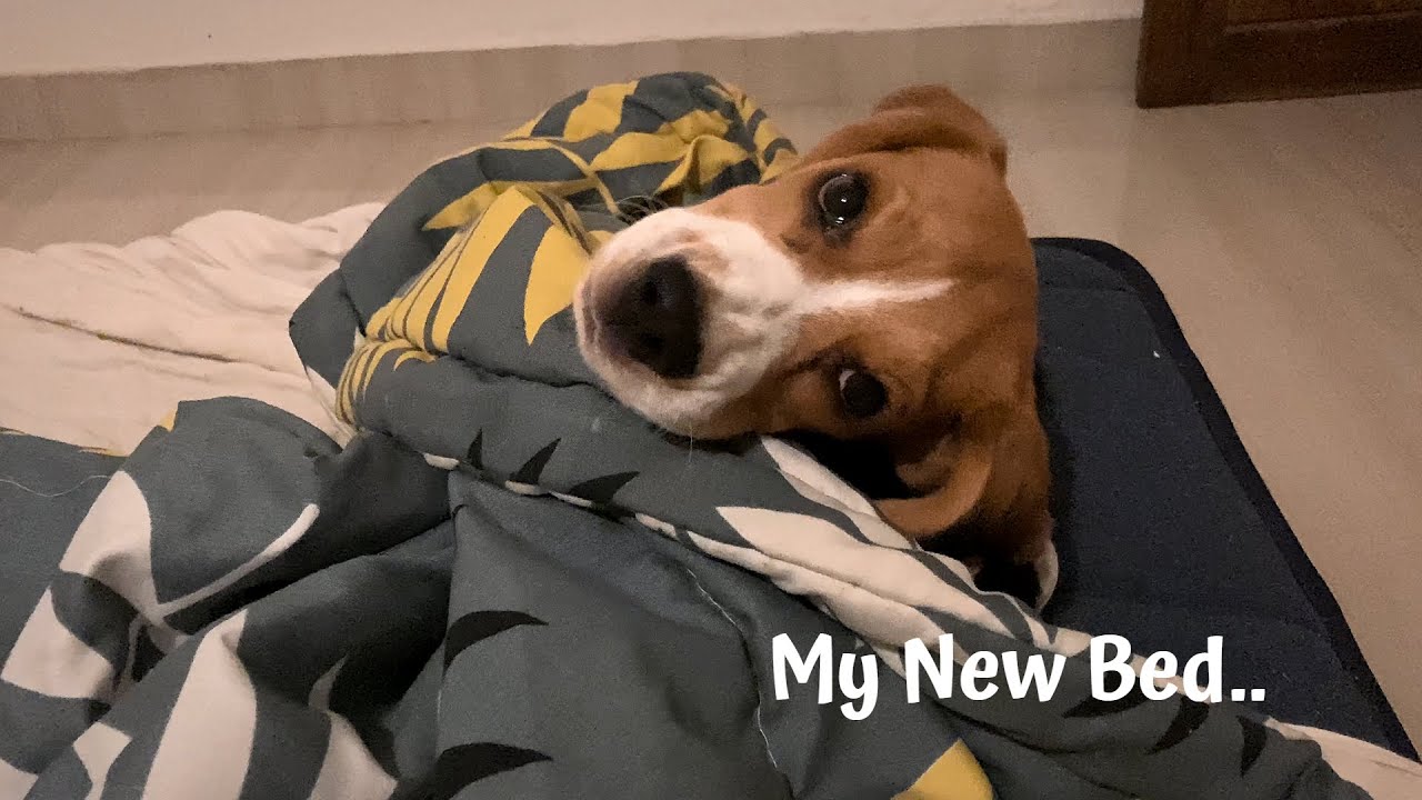 Welcome to my new Bed Tour | I'm Groot The Beagle - YouTube