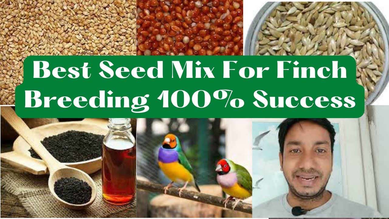 Secret SEED MIX Formula FOR ALL FINCH Birds🐦| Finch Foods| Winter ...