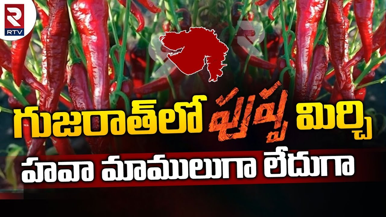 గుజరాత్ లో పుష్ప మిర్చి హవా మాములుగా లేదుగా? Gujarat Pushpa Mirchi ...