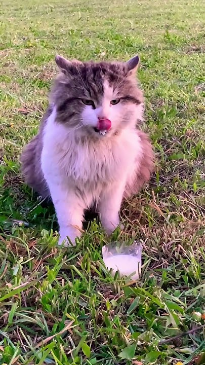 К нам пришел гость 🥰 россия красота кот коты котики К нам на