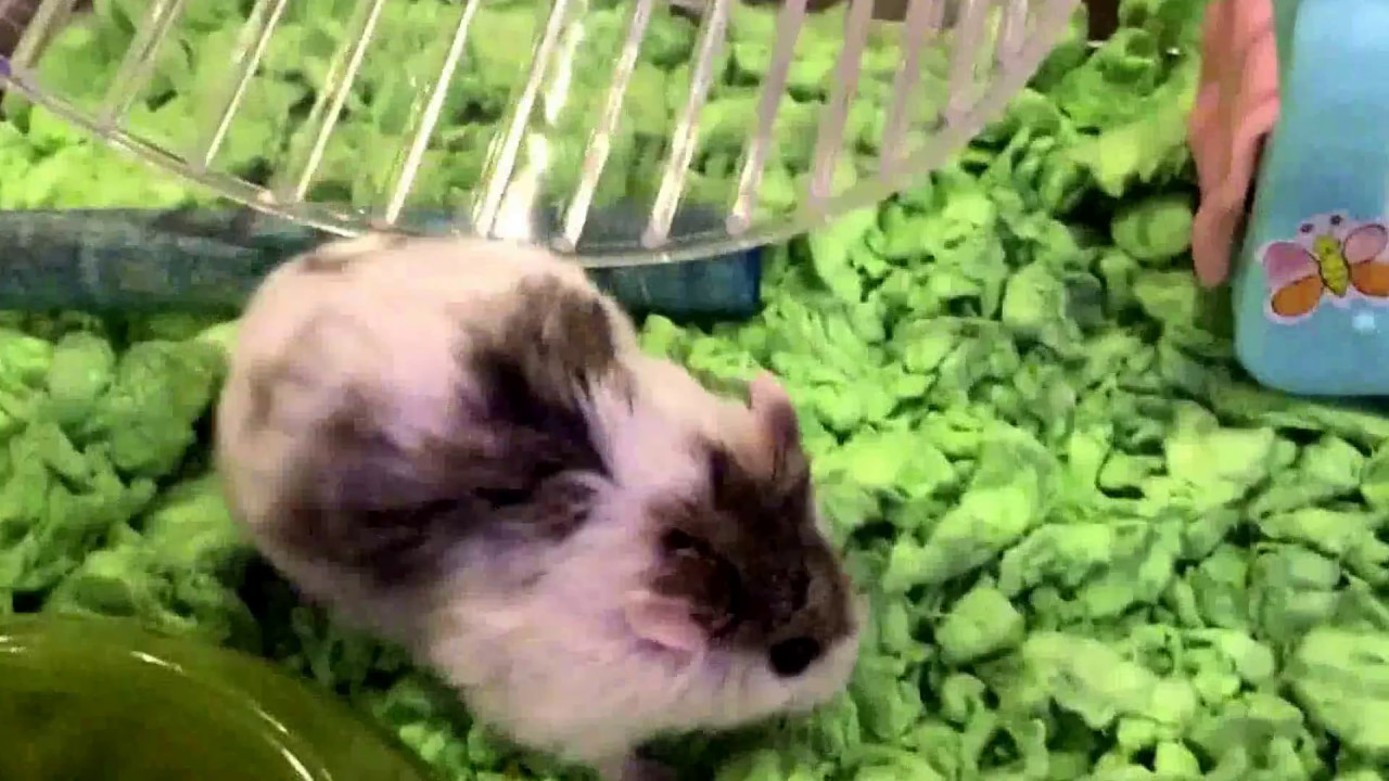 Meet my hamster! Oreo ️. - YouTube