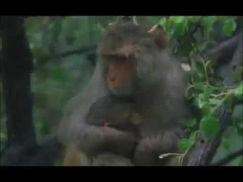 Not an Animal Cruelty PSA