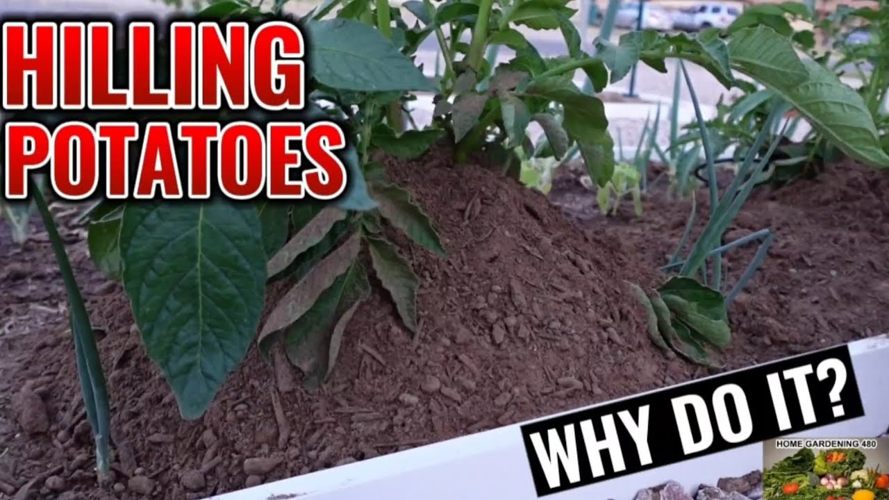 Hilling Potato In Raised Bed Garden - YouTube