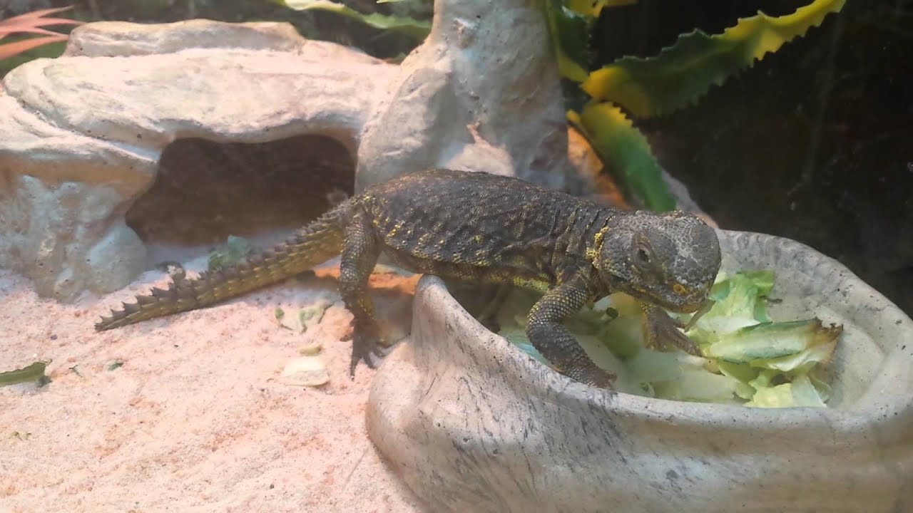 Scales And Tails Uromastyx Yellow Niger - YouTube