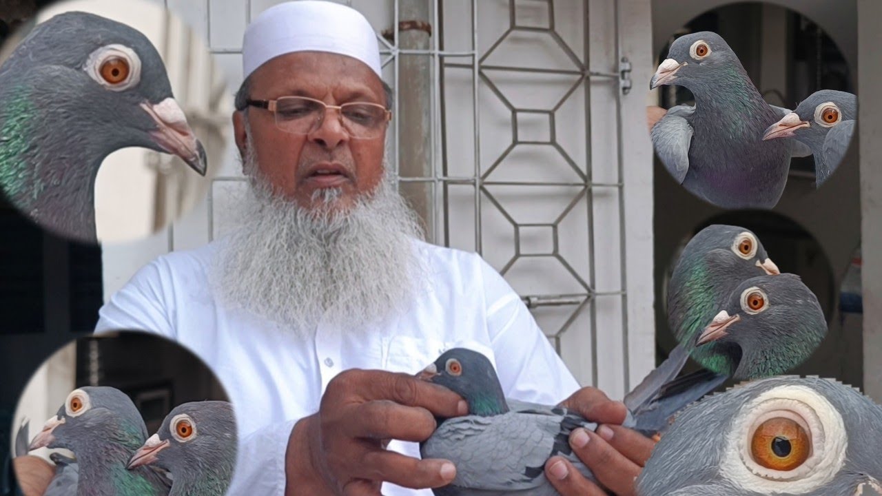 USTAD BABAR SIR GURANTEED PIGEON FOR SALE AT LOW PRICE - YouTube