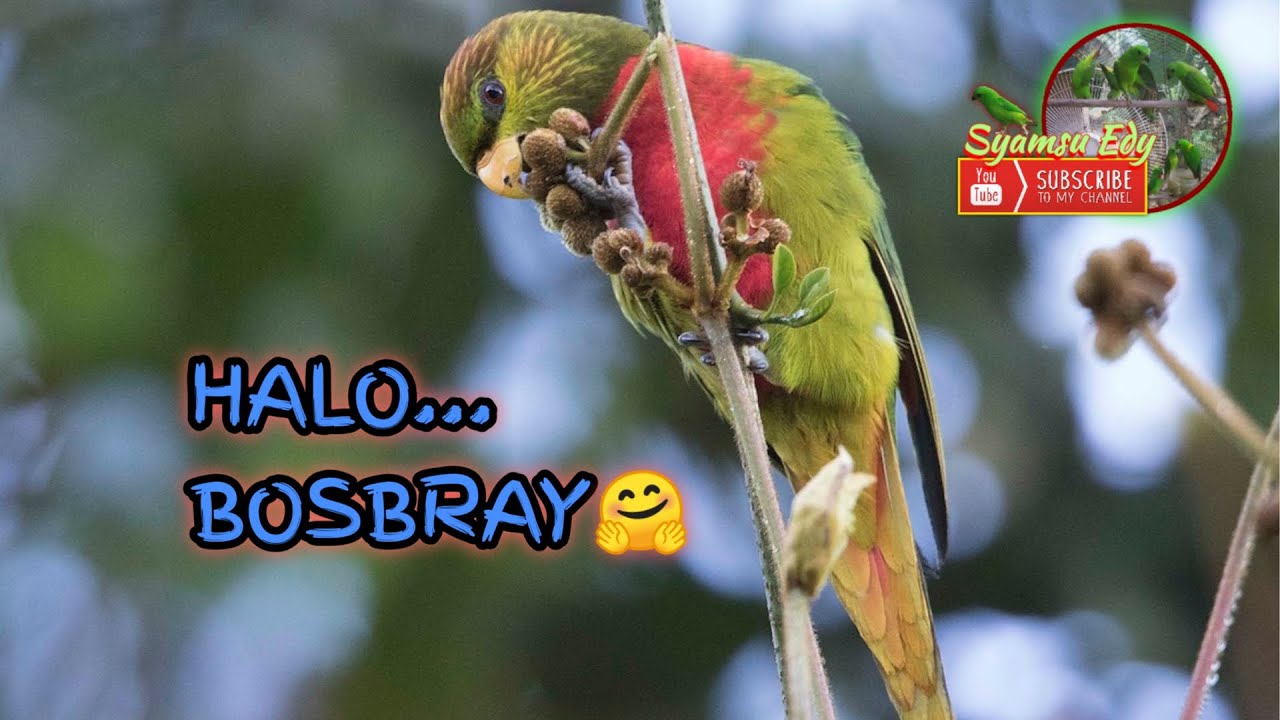 PERCIKI PARUH KUNING yellow billed loriket SAUDARA BURUNG SERINDIT ...