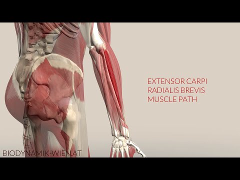 Extensor Carpi Radialis Brevis: Musclepath (3D Animation) - YouTube