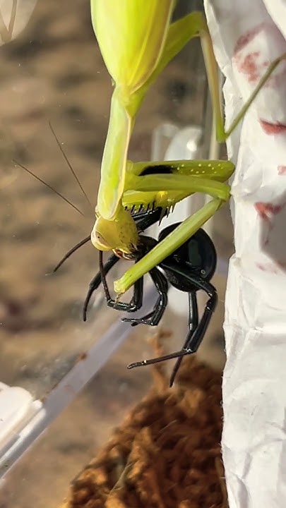 Praying mantis vs black widow😈😱#bugs #nature #insects #insectlovers # ...