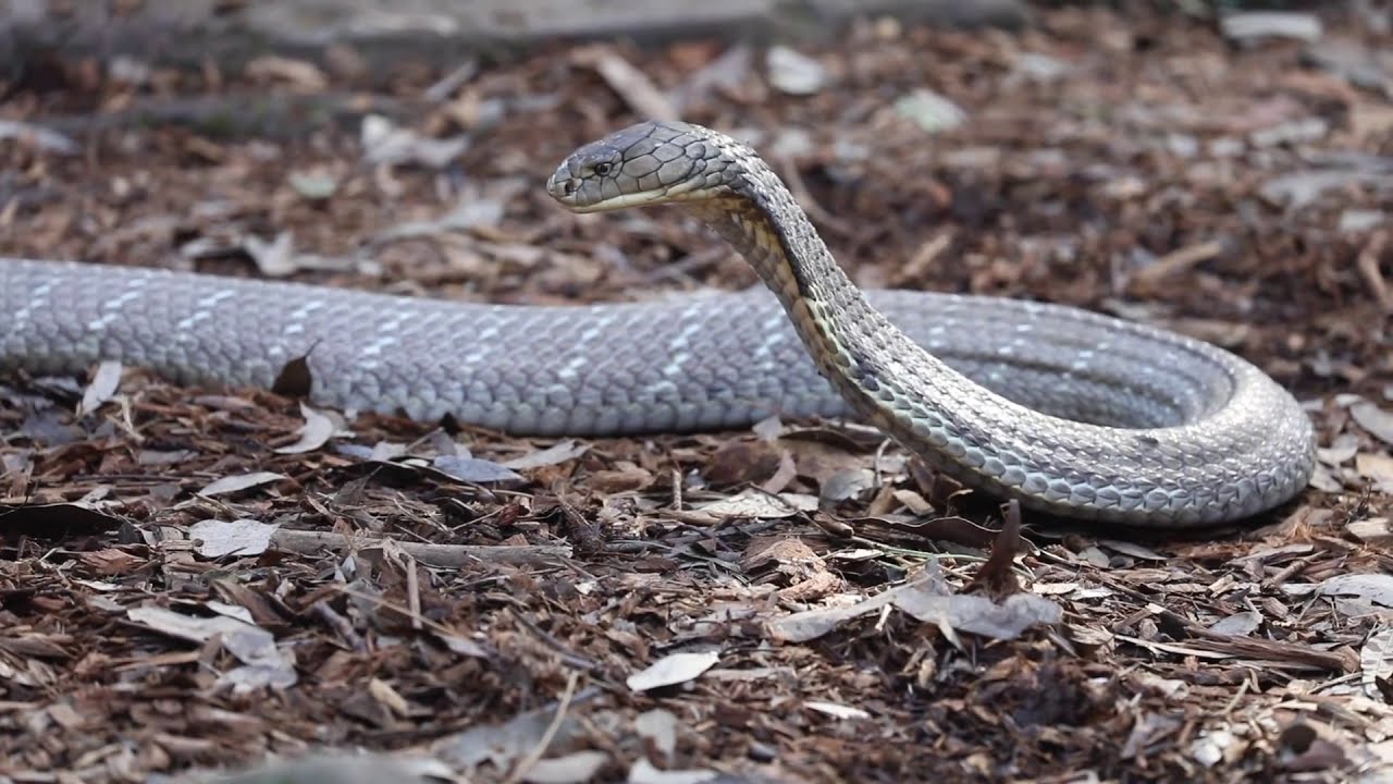 URGENT KING COBRA HEALTH CHECK! | The Australian Reptile Park - YouTube