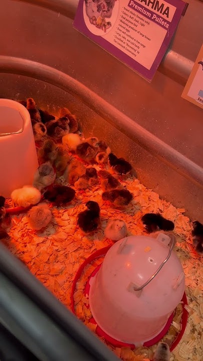 Pollitos 🐥 chicks #chicks #pollos #gallo #pollitos #hen #rooster # ...