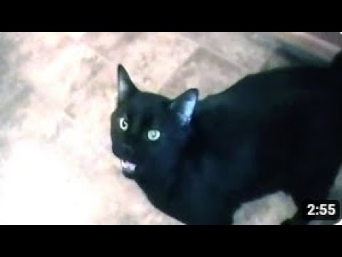TALKING KITTY CATS - Wont get off the table - YouTube