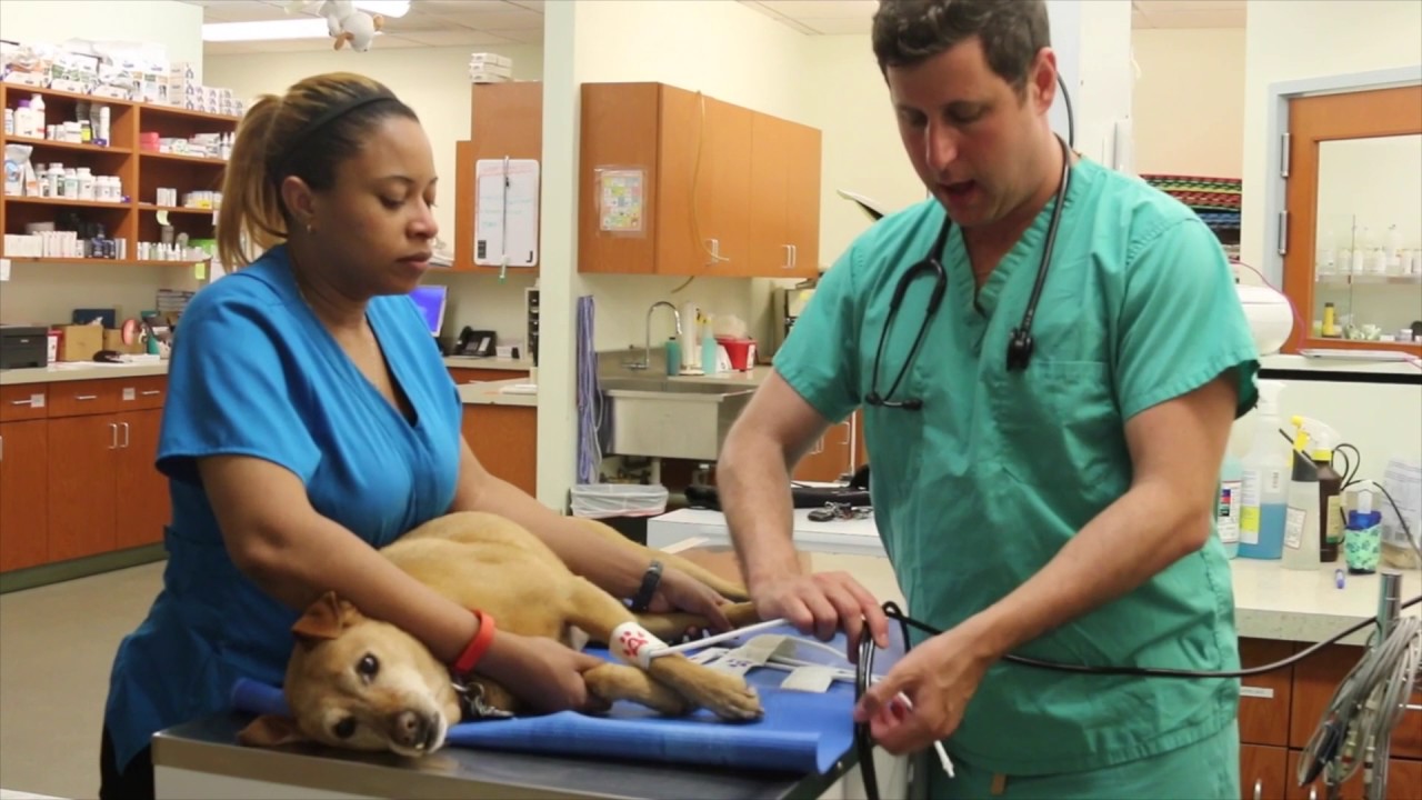 What Is The Normal Blood Pressure For A Dog Updated November 2022 Wikidoggia what-is-the-normal-blood-pressure-for-a-dog-updated-november-2022-wikidoggia