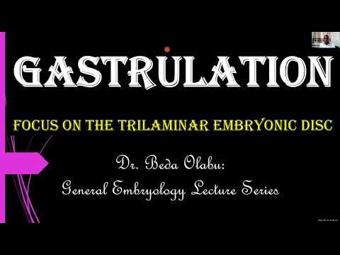 3RD WEEK OF DEVELOPMENT - GASTRULATION & DERIVATIVES OF GERM LAYERS - YouTube