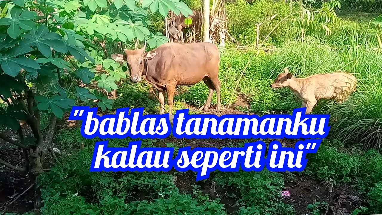 Mau Bagaimana Lagi!!! Sapi Masuk Pekarangan Makan Tanaman // Makan ...