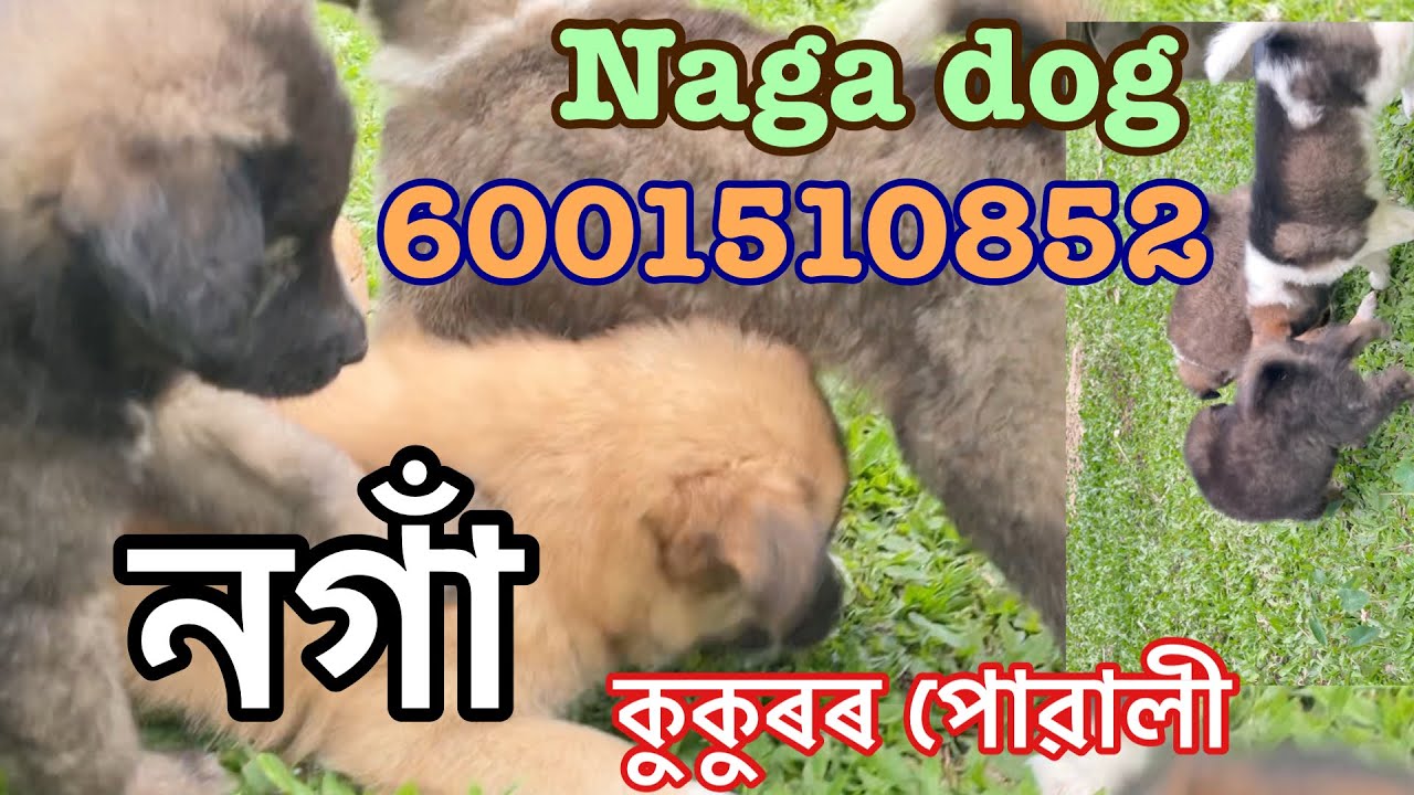Naga Dog//নগাঁ কুকুৰৰ পোৱালী 6001510852 - YouTube