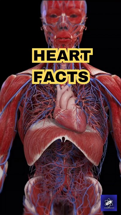5 Interesting Facts About Human Heart 🫀 Shorts Heartanatomy