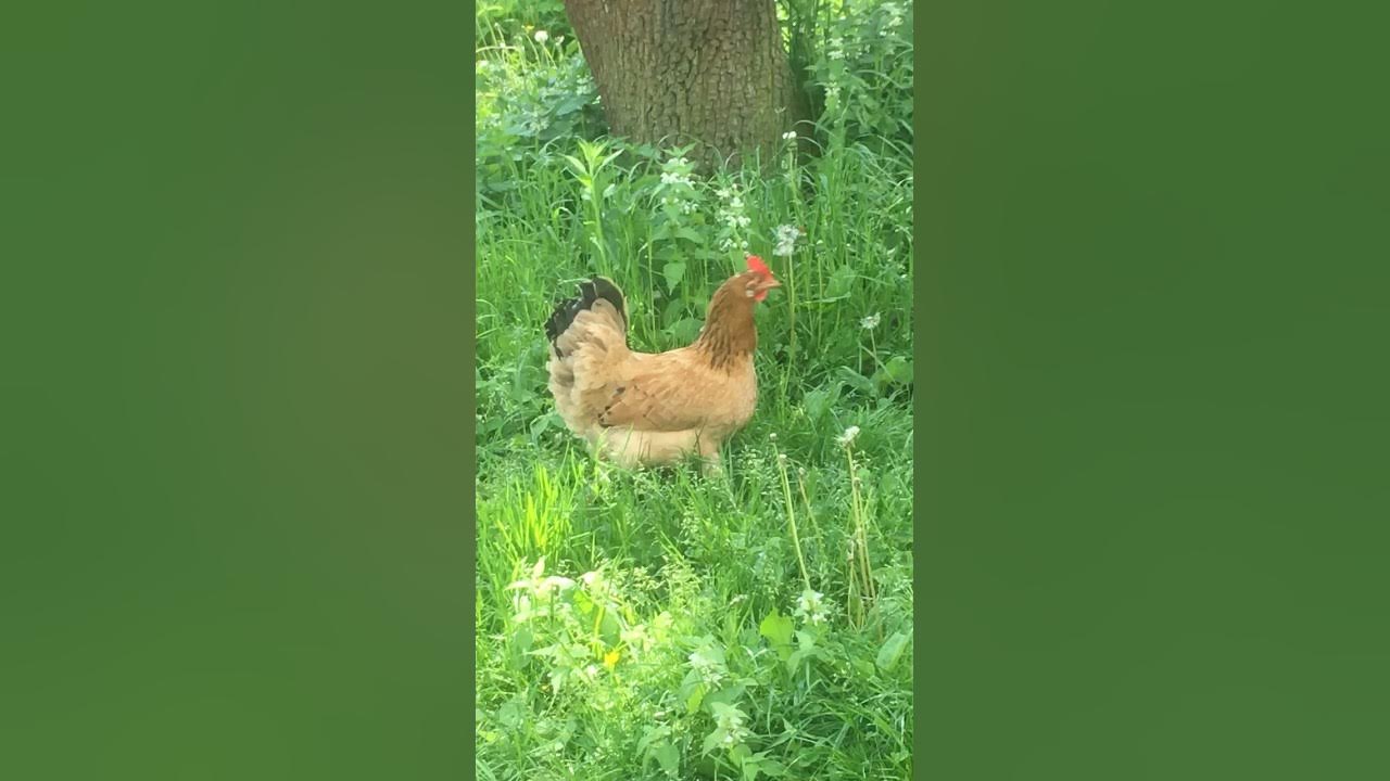 Курка на ім‘я Жовтушка 🐥 #курка #сільськегосподарство #ферма #shorts # ...
