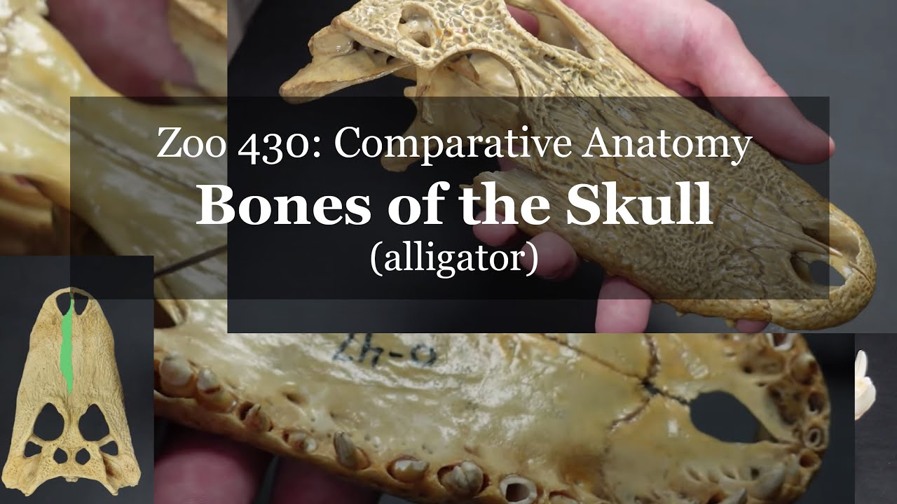 Osteology: Bones of the Skull (alligator) - YouTube