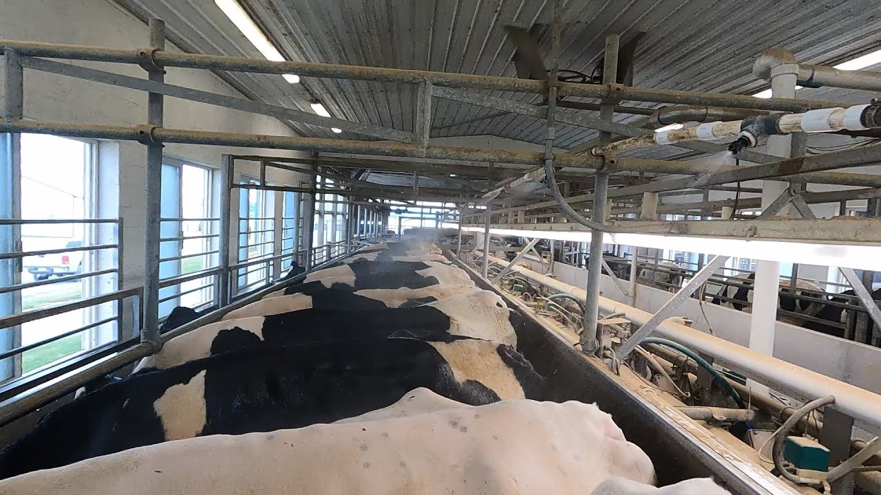 Cow Soakers in Milking Parlor - YouTube