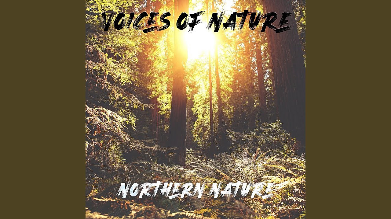 Northern Forests - Cycle 1 - YouTube