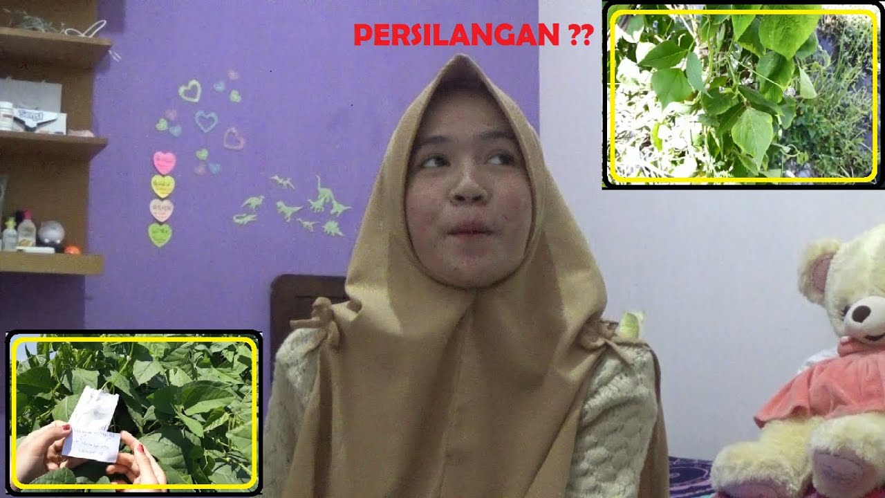 Cara Persilangan Bunga Kecipir Part 1 _ PEMULIAAN TANAMAN - YouTube