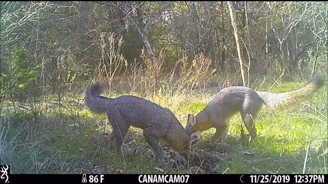 Texas Red Foxes - YouTube