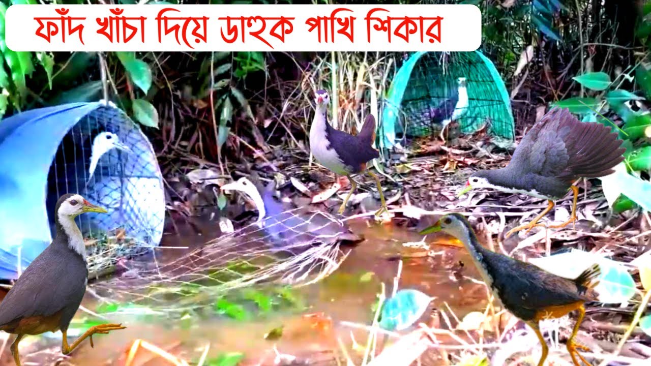 Dauk Pakhi Shikar | Dak Pakhi Shikar | ডাউক পাখি/ডাক পাখি/ডাহুক পাখি ...