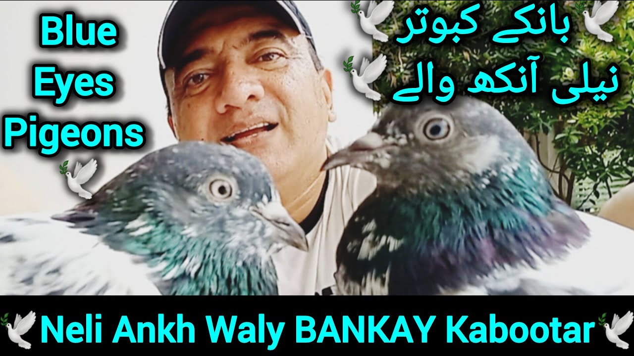 Bankay kabootar Neli ankh | old Pigeon Breed | blue eyes Pigeon - YouTube