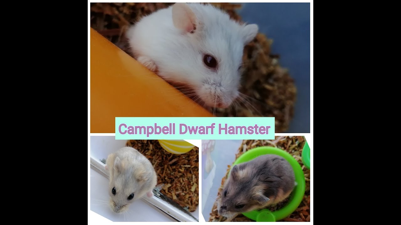 CDH ( Campbell Dwarf Hamster) first time nagsama nag away nga ba ...