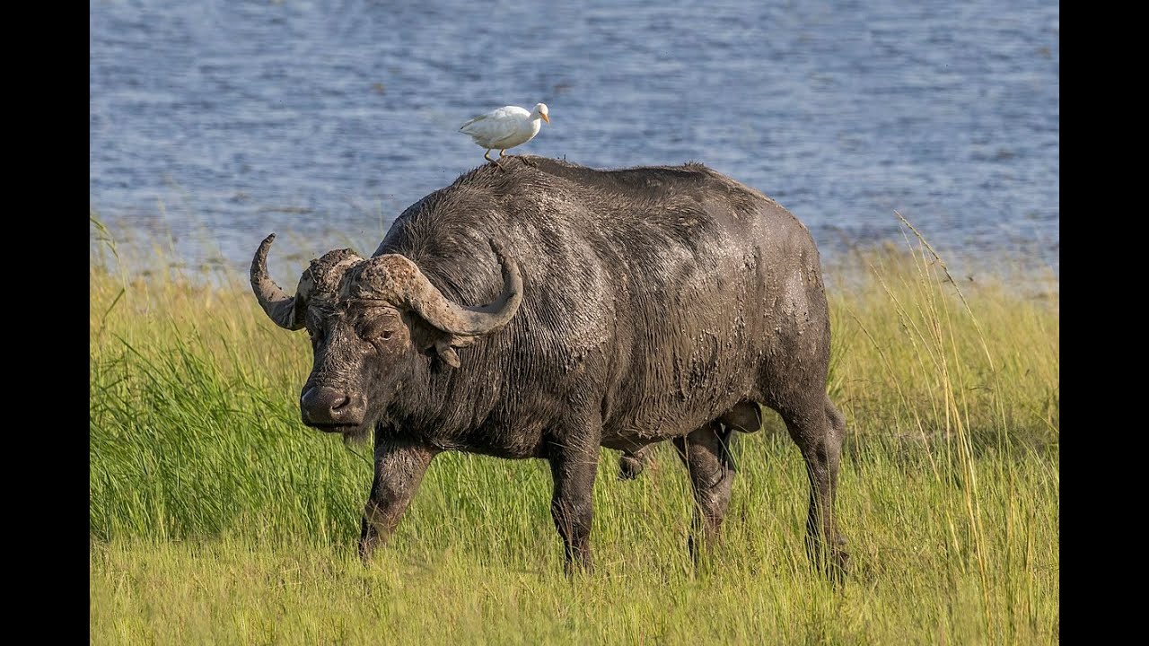 Buffalo Facts | Unveiling Nature's Resilience - YouTube