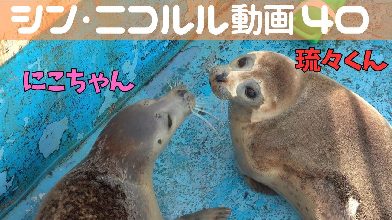 シン・ニコルル動画40 / Shin Niko-Ruru Video 40 - YouTube