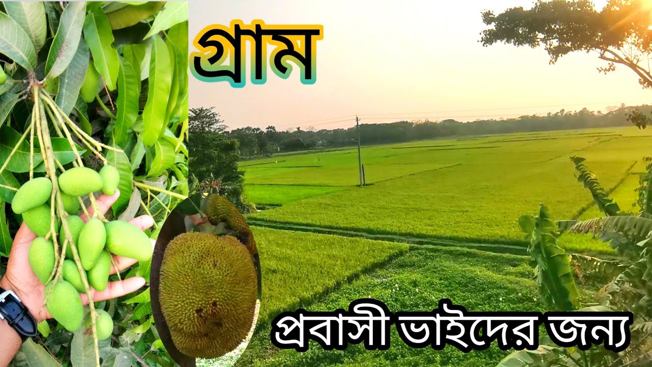 প্রবাসী ভাইদের জন্য মন চমকানো গ্রামের কিছু দৃশ্য saudi arab probashi ...