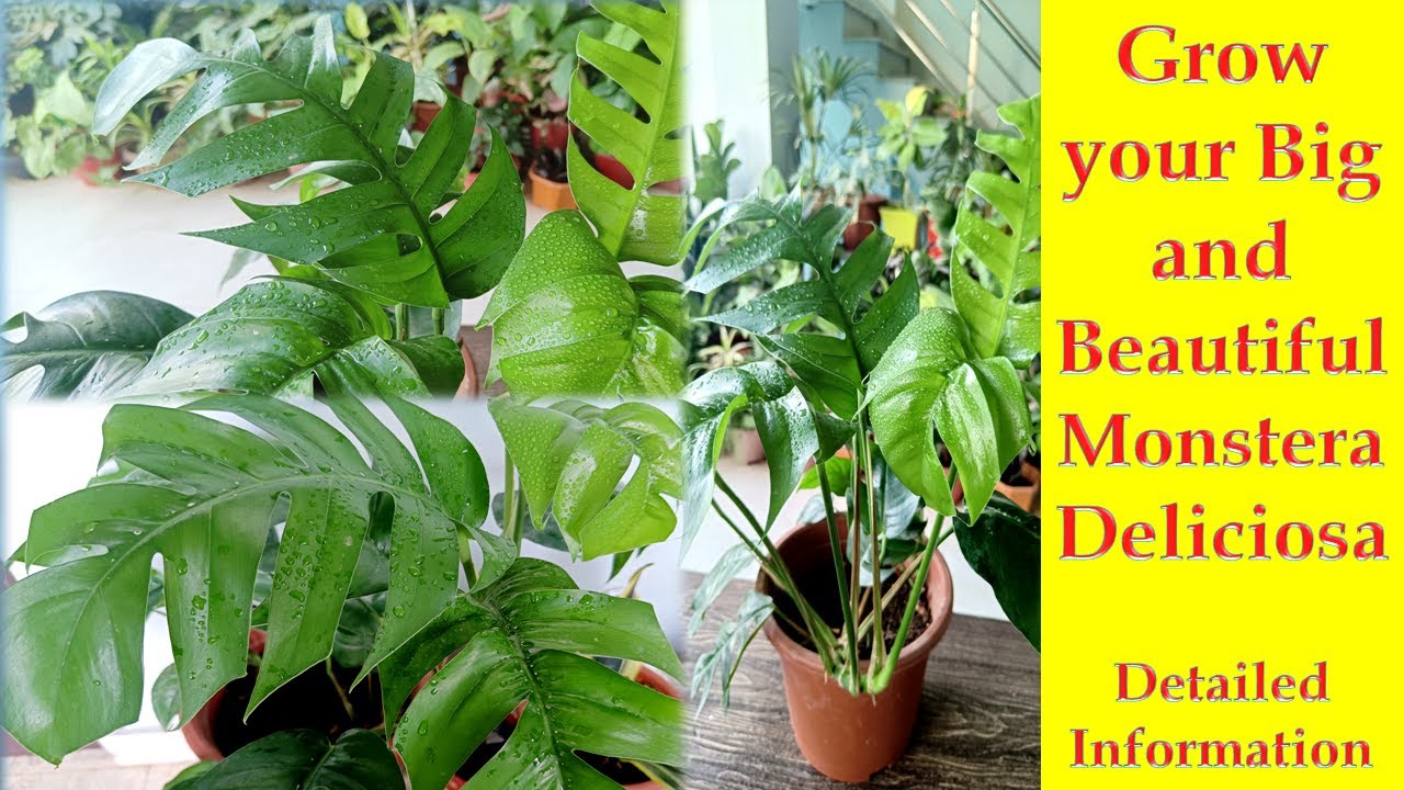 Monstera Deliciosa-Complete information,Monstera growing and Care tips ...