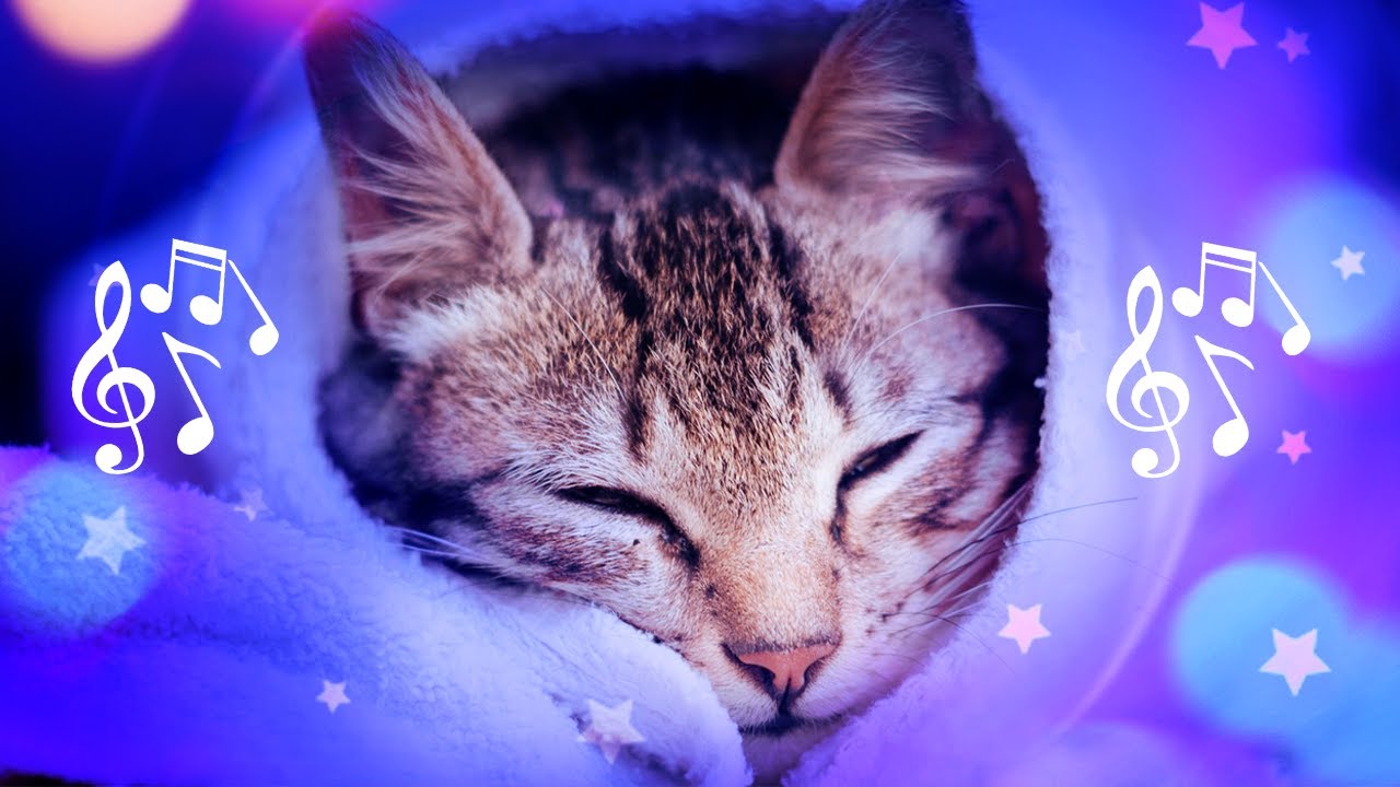😻 Chill Out with Your Cat: Calming Music to Create a Serene Environment ...