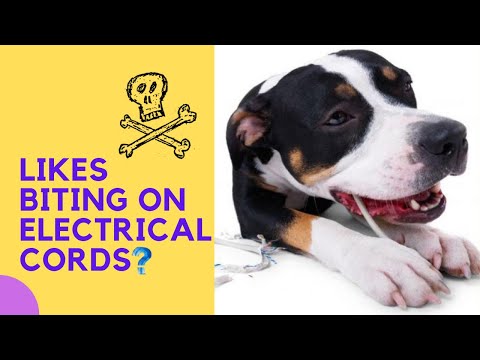 Why Dogs BITE on ELECTRICAL Cords? (What Should You Do) (What Should ...