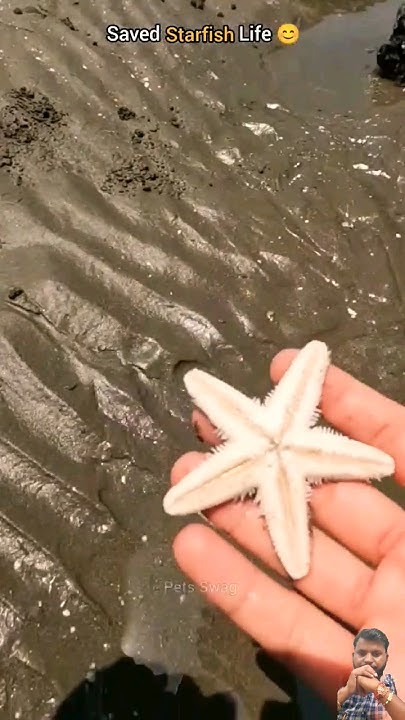One small act of kindness - Saved Starfishlife#shorts #beach #starfish ...