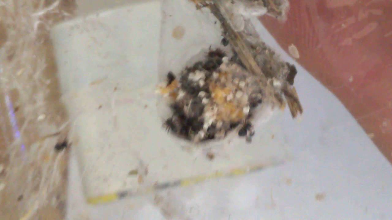 Jumping Spider Breeding #8 (Phidippus) - YouTube