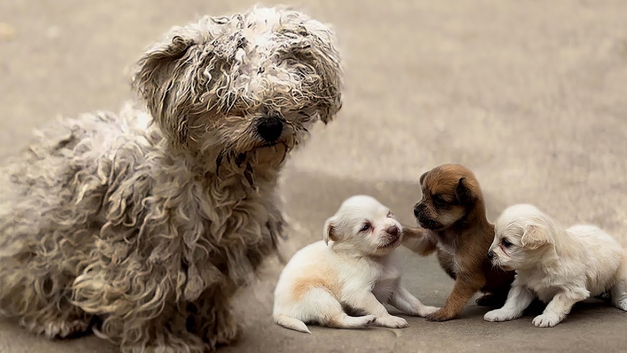 From hardship to happiness: A loving dog mom’s heartwarming journey ...
