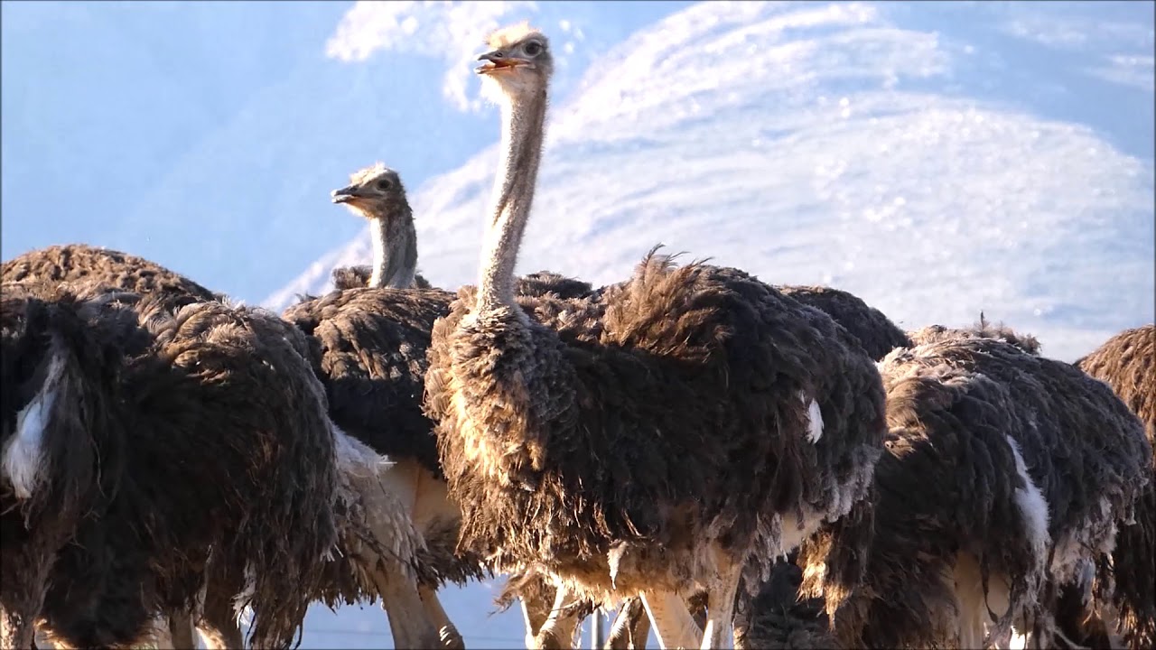 Volstruise by De Rust met die Swartberge in die agtergrond. - YouTube