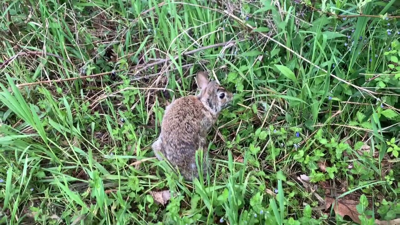 Rabbit release! See description. - YouTube
