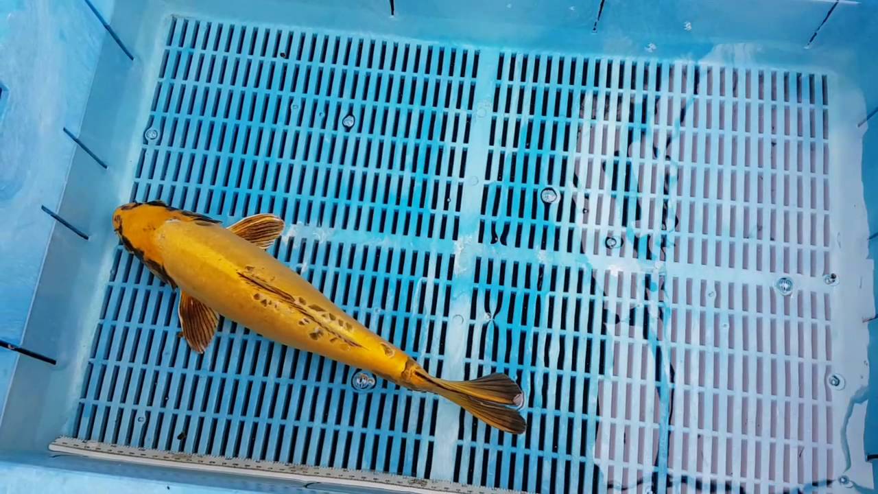 17" Kin Matsuba Koi Carp fish for sale @ love aquatics - YouTube